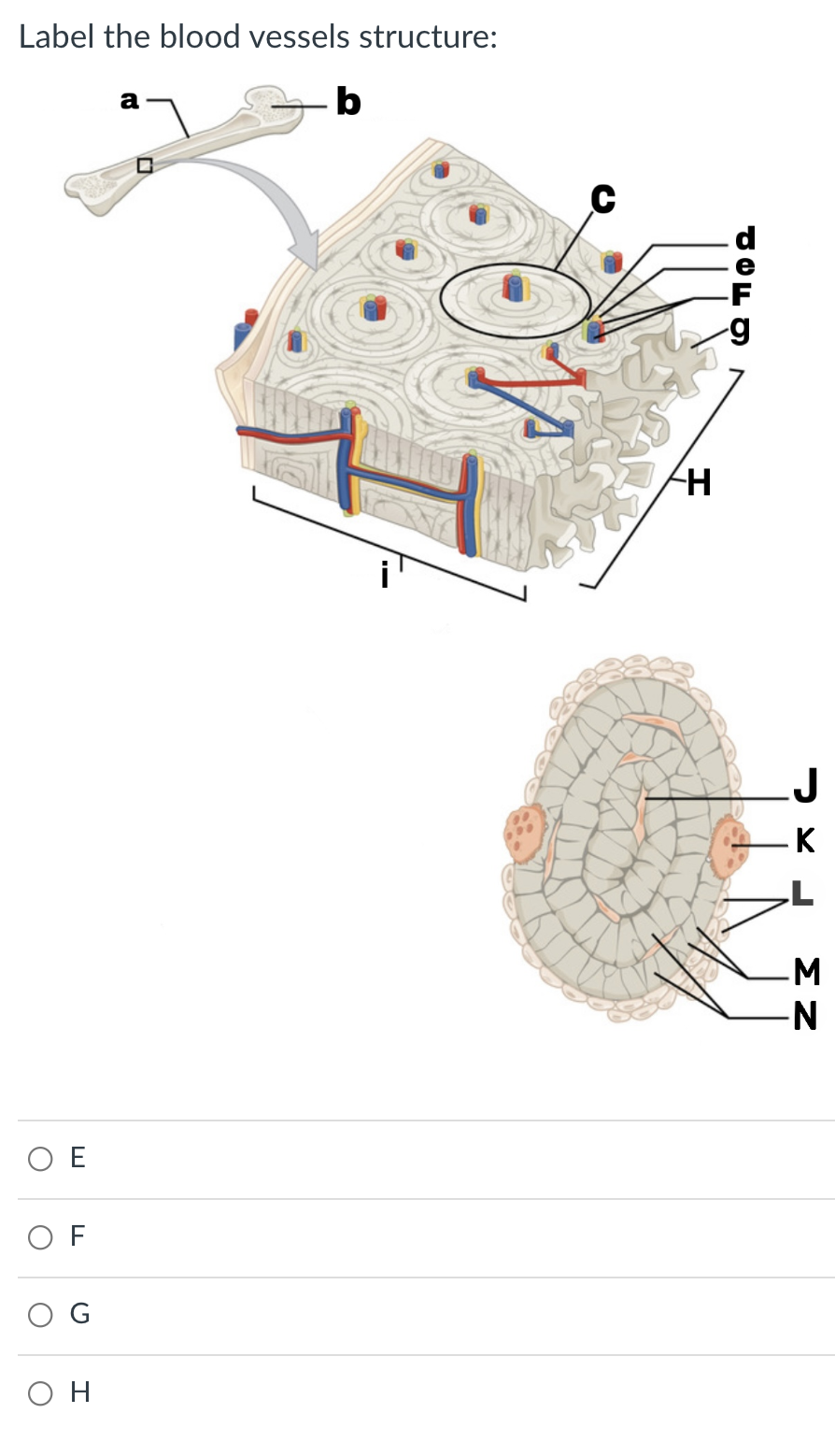 Solved Label the blood vessels structure: a -b ΟΕ OF O ΟΗ H | Chegg.com