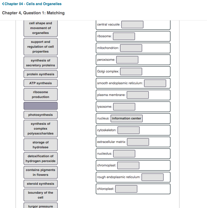 Solved Match the organelle to its function. Drag the terms | Chegg.com