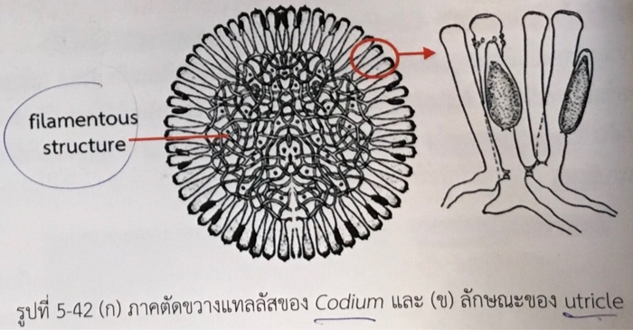 Valonia Ventricosa Cross Section
