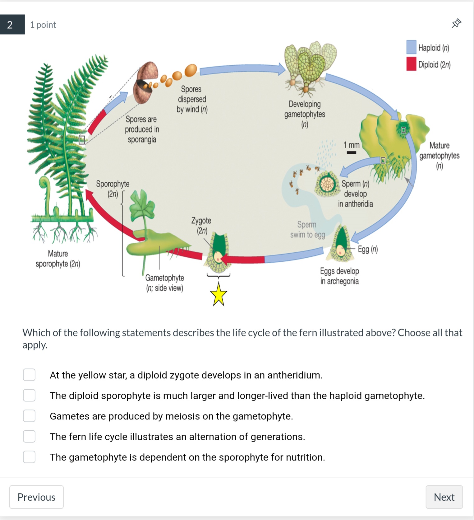 Fern Life Cycle Haploid Diploid