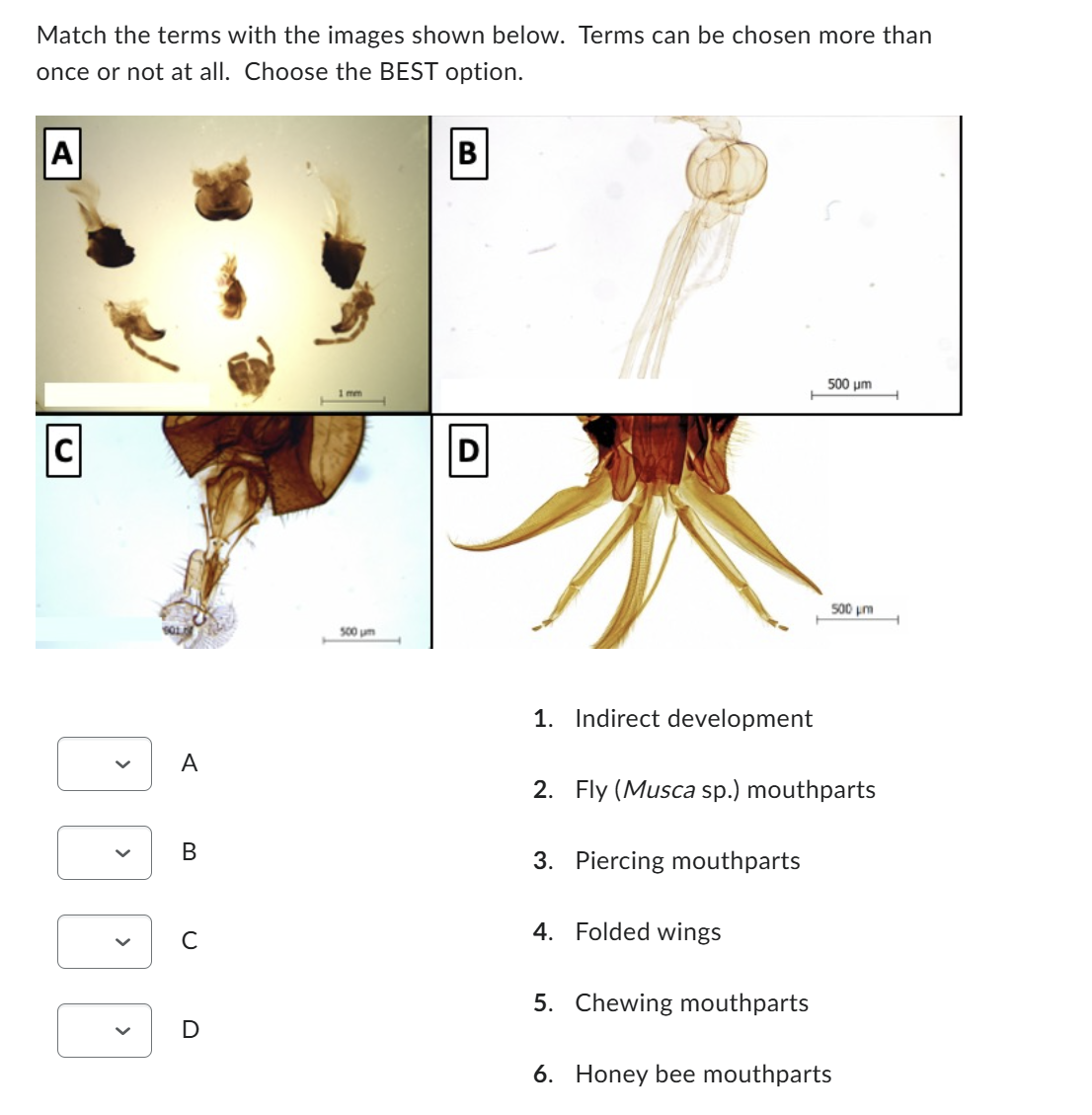 Solved Match the terms with the images shown below. Terms | Chegg.com