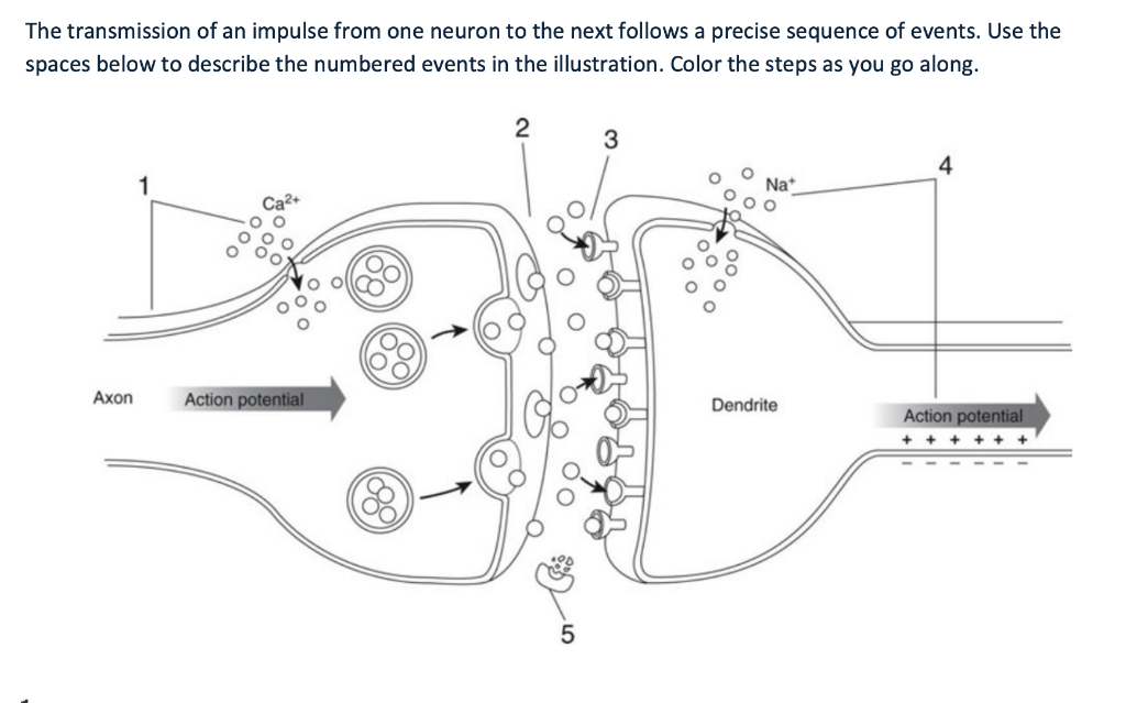 Solved The transmission of an impulse from one neuron to the | Chegg.com