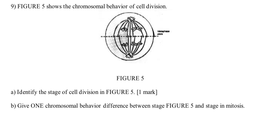 Solved FIGURE 5 shows the chromosomal behavior of cell | Chegg.com Solved FIGURE 5 shows the chromosomal behavior of cell | Chegg.com