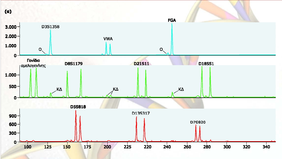 Solved When analyzing peaks for SSLP markers, what does a | Chegg.com