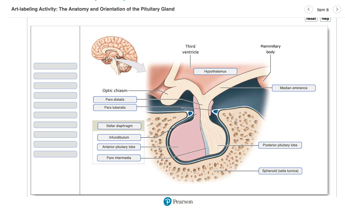 Solved: Art-labeling Activity: The Anatomy And Orientation... | Chegg.com
