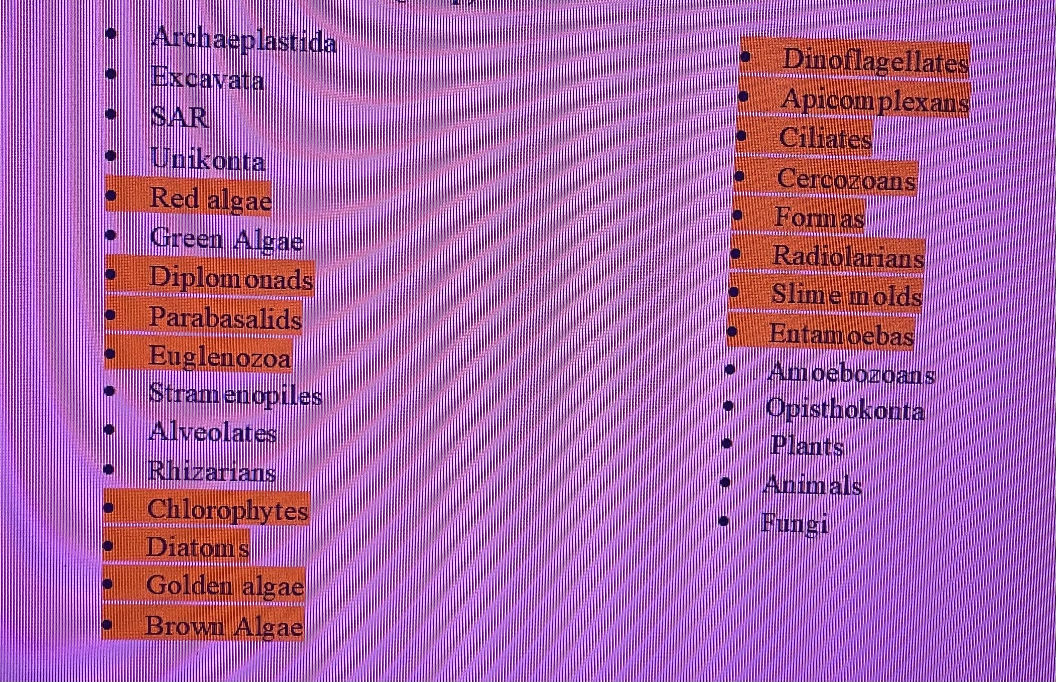 Solved Visualizing the Protist Super groups r. Neat | Chegg.com