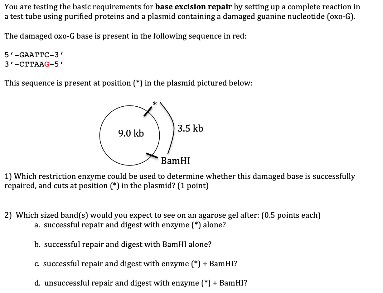Solved Molecular Biology Worksheet: You are testing the | Chegg.com