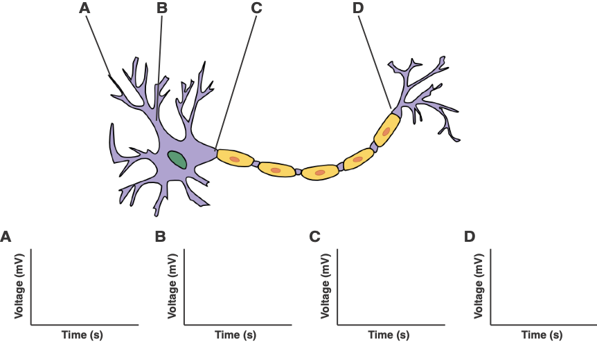 Solved Graph/Diagram the changes in the membrane potential | Chegg.com
