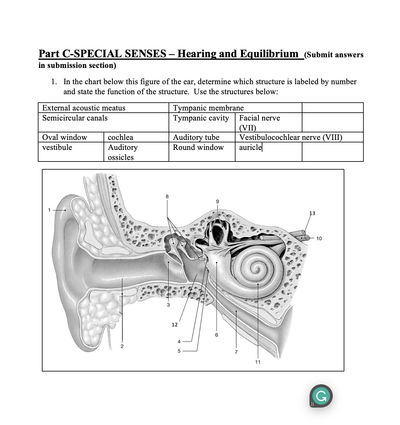 Solved Part C-SPECIAL SENSES - ﻿Hearing and Equilibrium | Chegg.com
