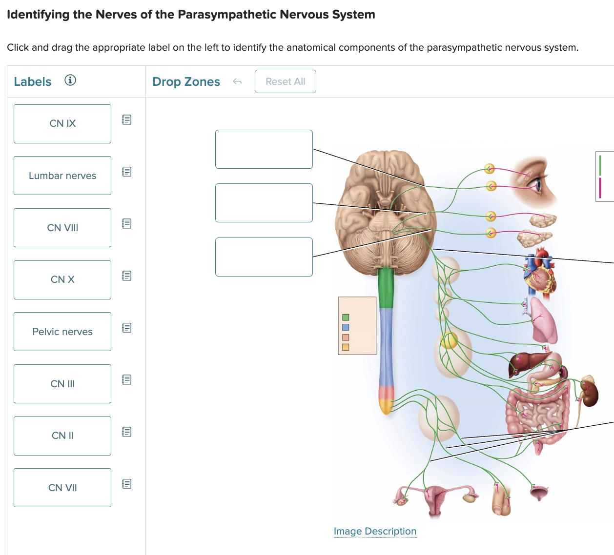 Solved Identifying the Nerves of the Parasympathetic Nervous | Chegg.com