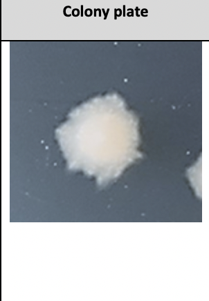 Solved Describe the E. coli colony plate. 1) Whole colony: | Chegg.com