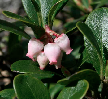 Solved 1. What is this corolla shape? 2. What family often | Chegg.com