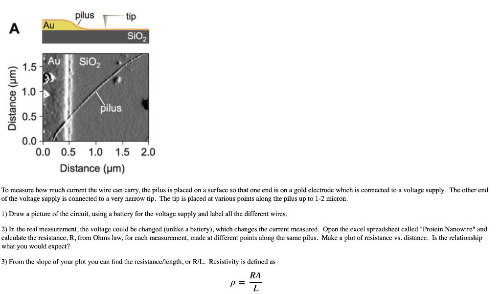 Solved Conduction in a protein wire Geobacter sulfurreducens | Chegg.com