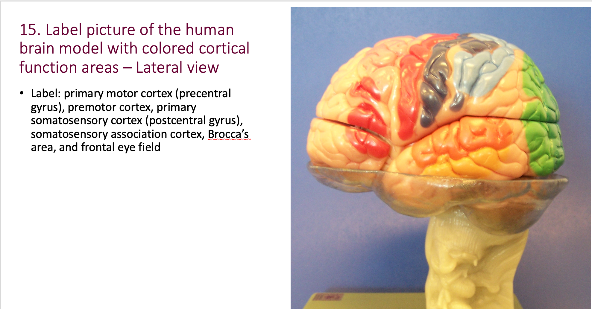 Solved 15. Label picture of the human brain model with | Chegg.com