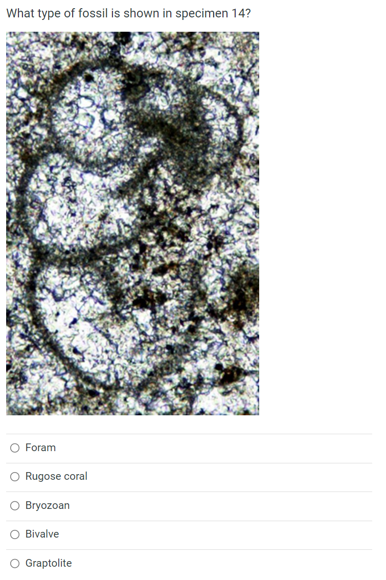 Solved What type of fossil is shown in specimen 14? Foram | Chegg.com
