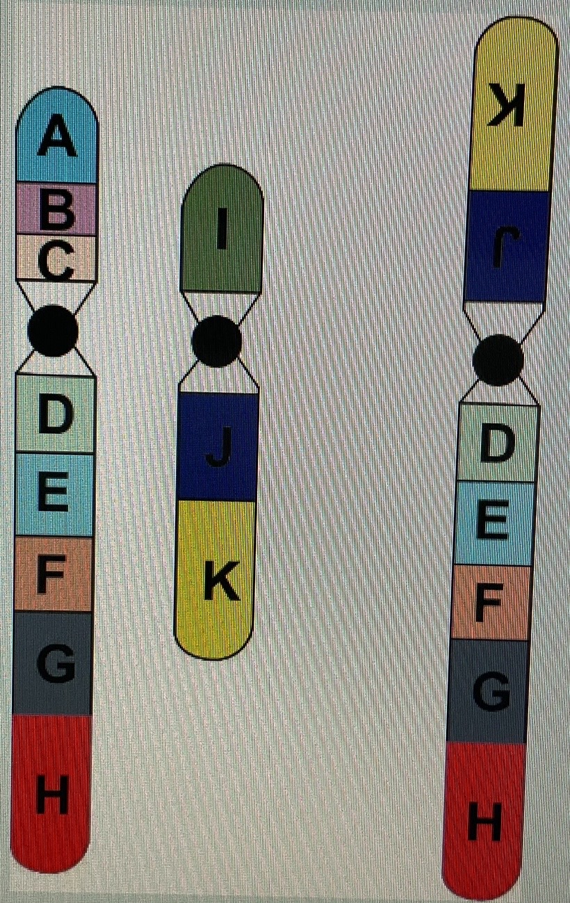 Solved In the illustration below, the two chromosomes on the | Chegg.com