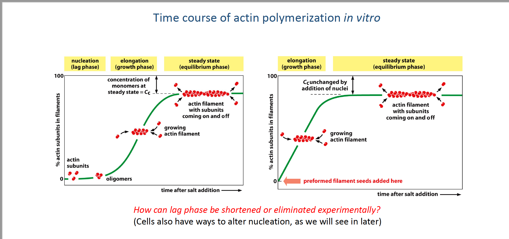 Solved Time Course Of Actin Polymerization In Vitro