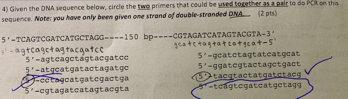 Solved 4) Given the DNA sequence below, circle the two | Chegg.com
