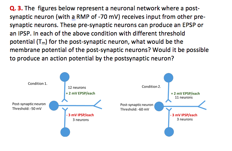 Solved Q. 3. The figures below represent a neuronal network | Chegg.com