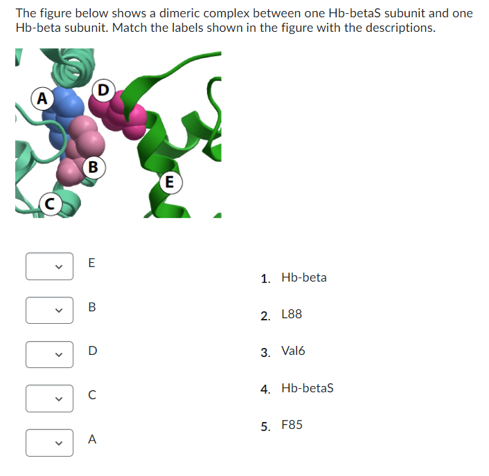 Solved The figure below shows a dimeric complex between one | Chegg.com Solved The figure below shows a dimeric complex between one | Chegg.com