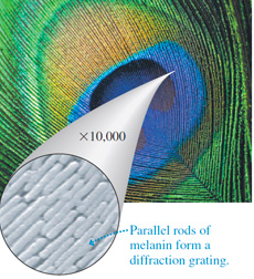 Solved If sunlight shines straight onto a peacock feather, | Chegg.com