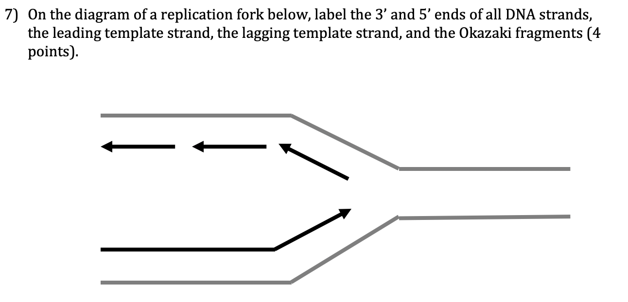 Solved On the diagram of a replication fork below, label the | Chegg.com