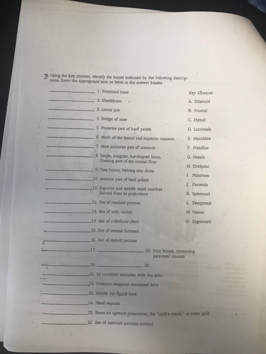 Solved 3 Using the key choices, idenily the bones indicated | Chegg.com