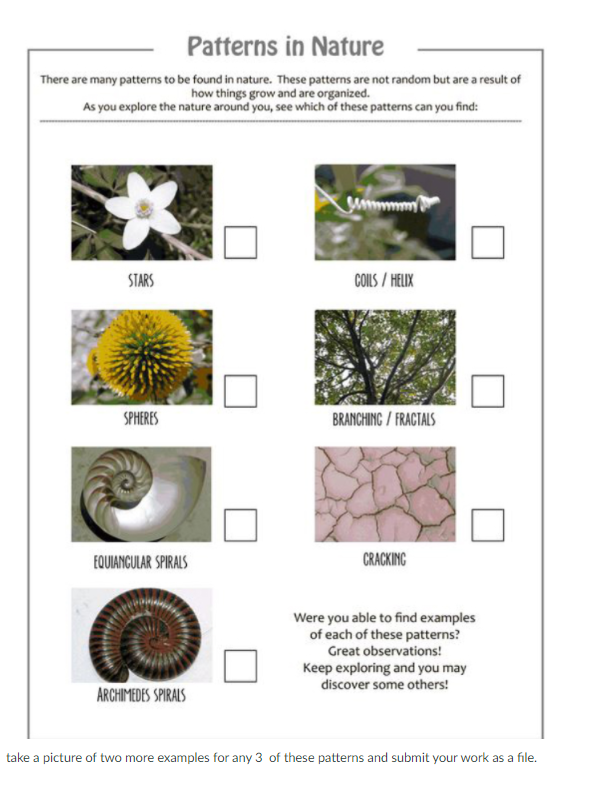 Solved Patterns in Nature There are many patterns to be | Chegg.com