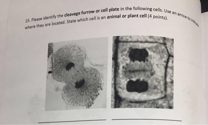 Solved Please identify the cleavage furrow or cell plate in | Chegg.com