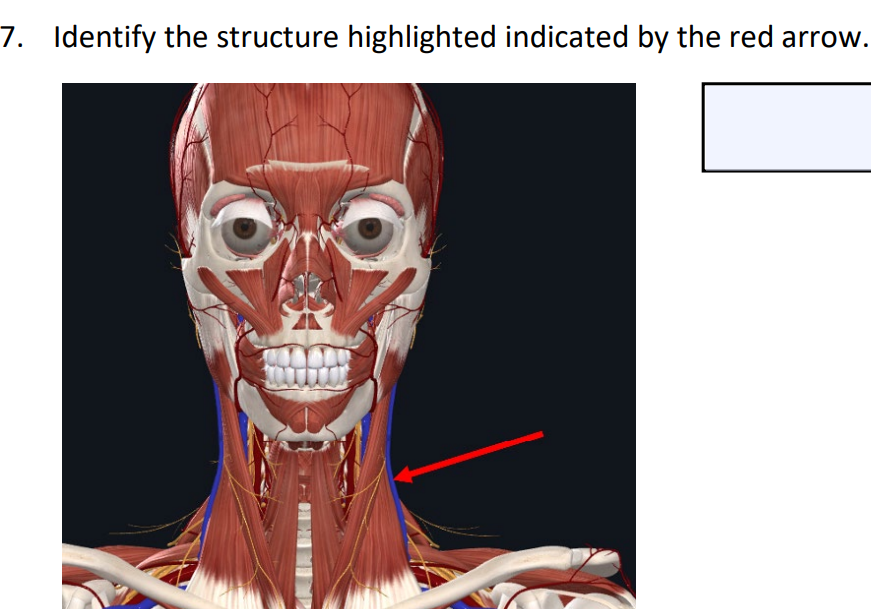 Solved 7. Identify the structure highlighted indicated by | Chegg.com