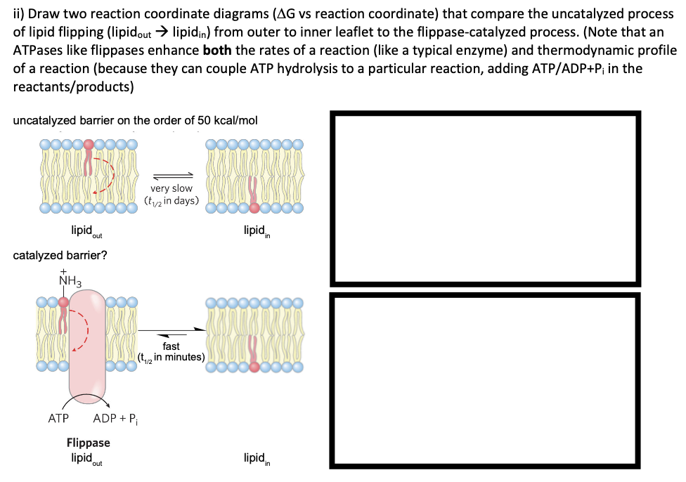 Solved Ii Draw Two Reaction Coordinate Diagrams Δg Vs