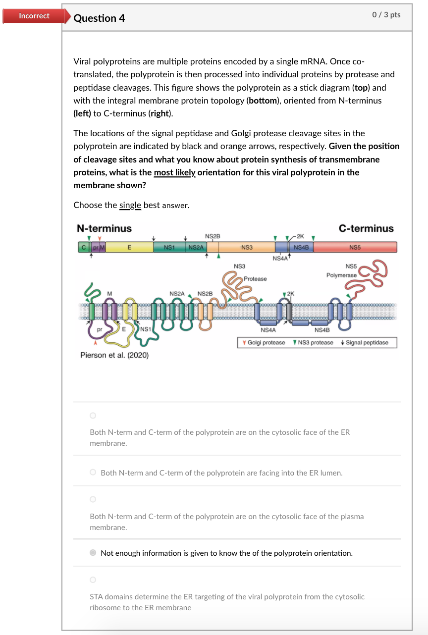 Solved Viral polyproteins are multiple proteins encoded by a | Chegg.com