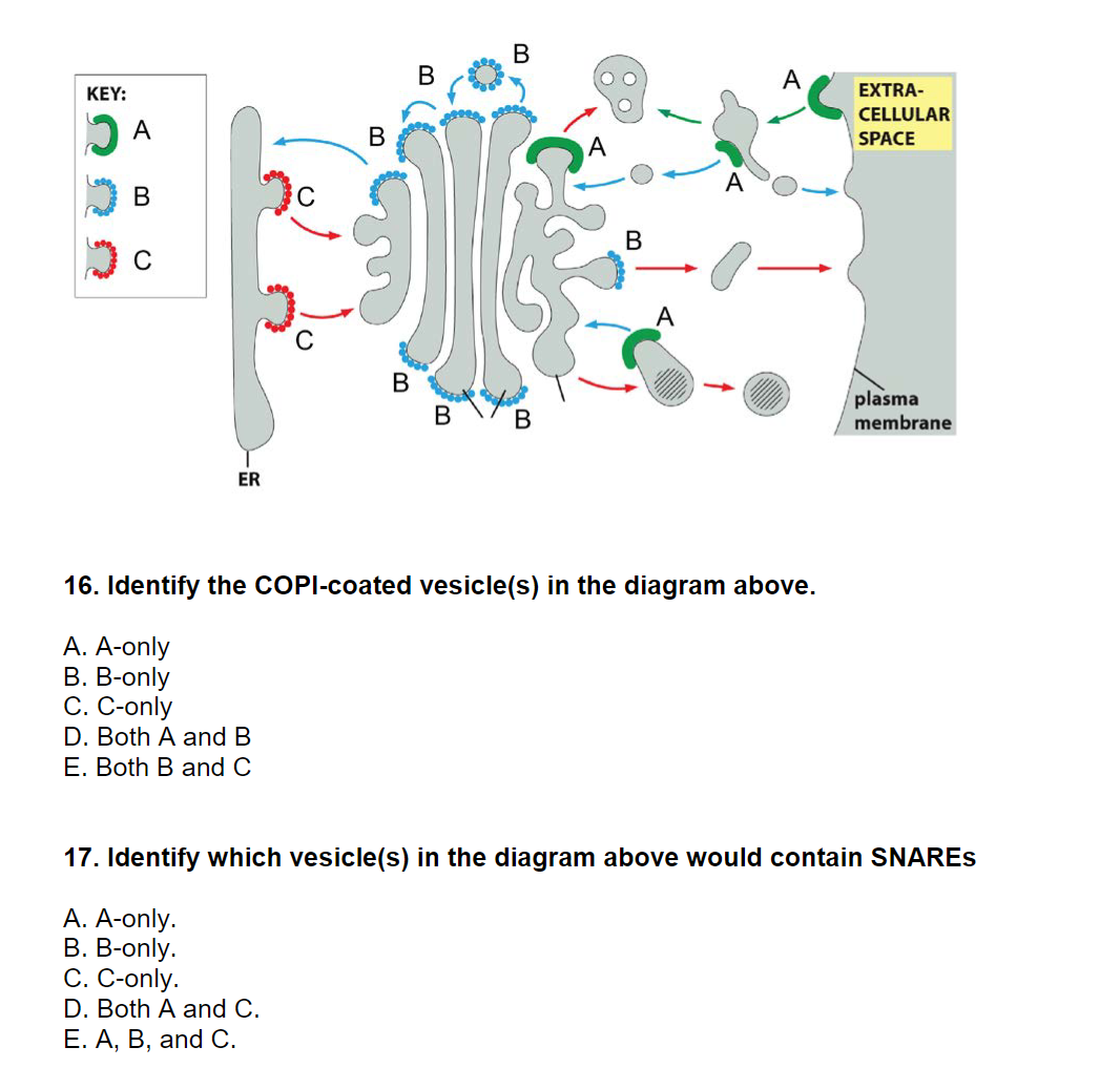 Solved 14) Aminolevulinic acid synthesis can proceed by two | Chegg.com