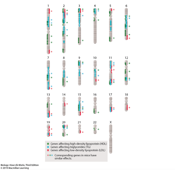 The figure shown includes the 23 human chromosomes. | Chegg.com