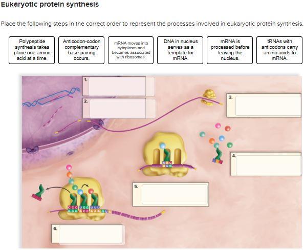 Solved Eukaryotic protein synthesis Place the following | Chegg.com