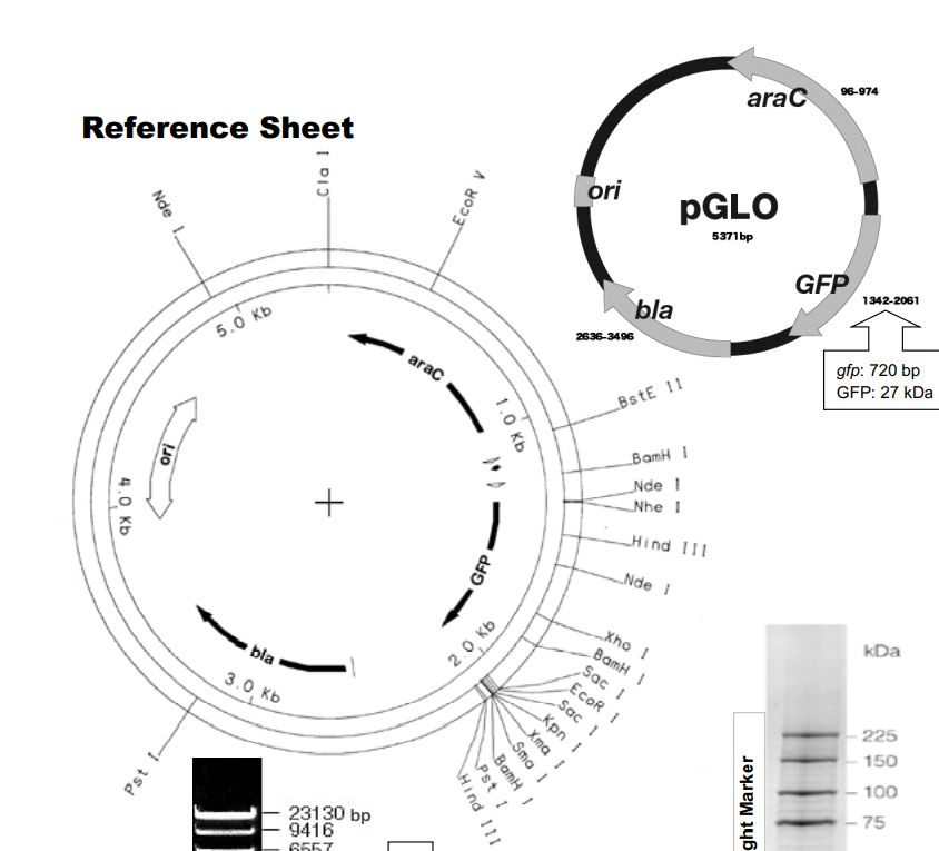 Solved Experiment 3. Prepare a serial dilution of the “pGLO | Chegg.com