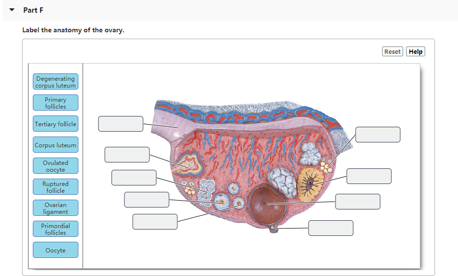 Solved Part F Label the anatomy of the ovary. Reset Help | Chegg.com