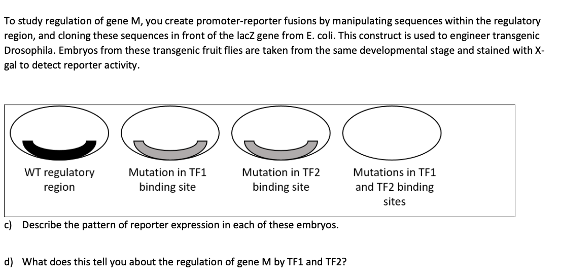 Solved To study regulation of gene M, ﻿you create | Chegg.com