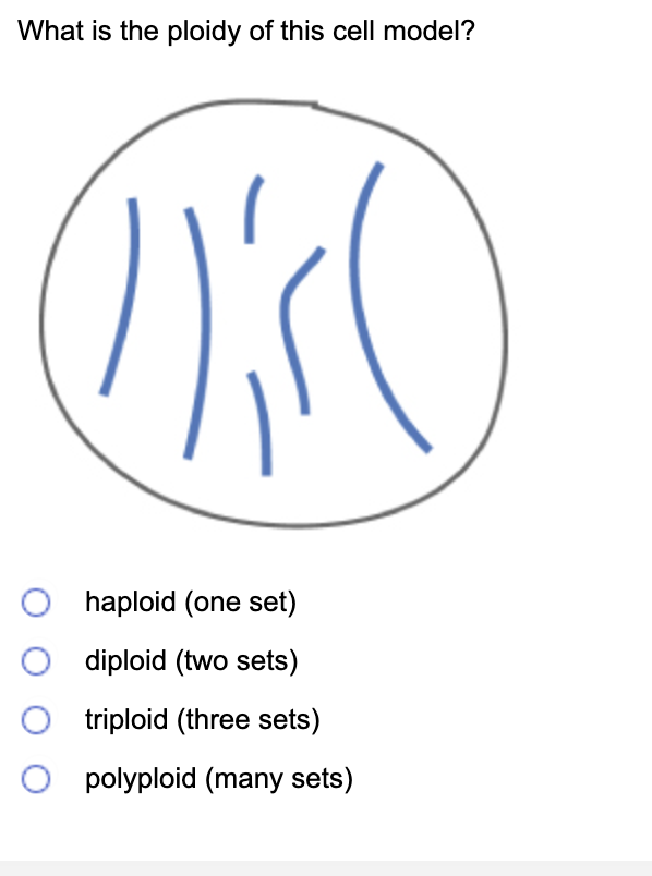 Solved What is the ploidy of this cell model? | Chegg.com