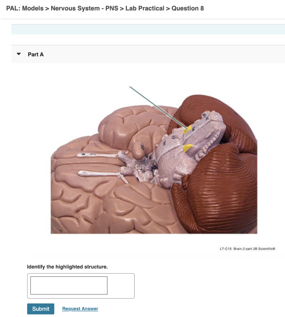 Solved PAL: Models > Nervous System - PNS > Lab Practical > | Chegg.com