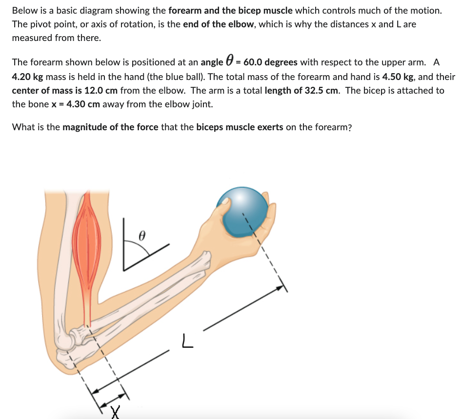 Solved Below is a basic diagram showing the forearm and the | Chegg.com