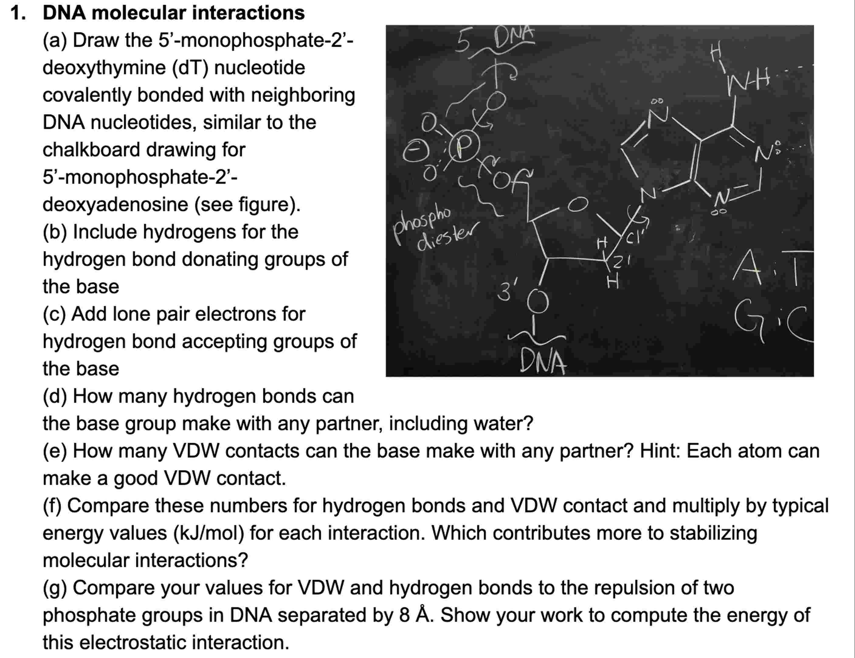 Solved DNA molecular interactions(a) ﻿Draw the | Chegg.com