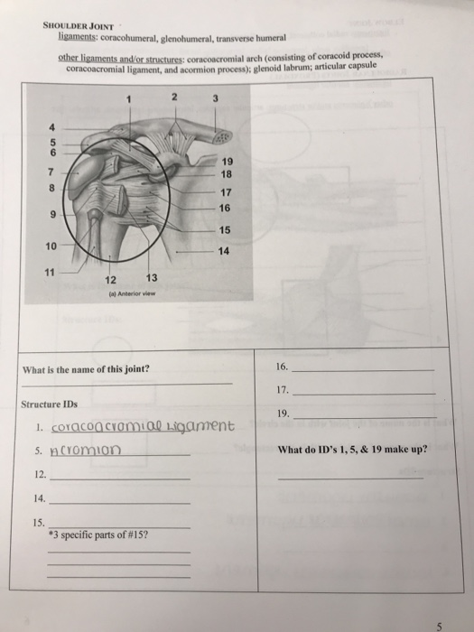 Solved SHOULDER JOINT ligaments: coracohumeral, | Chegg.com