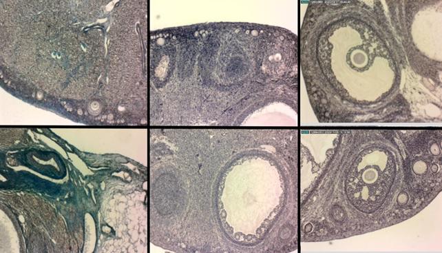 Toklo ? 2. Identify mature human sperm cells: a. Look | Chegg.com