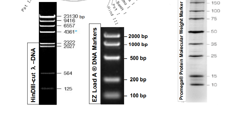 Solved Experiment 1. Splice the Xho I restriction fragment | Chegg.com