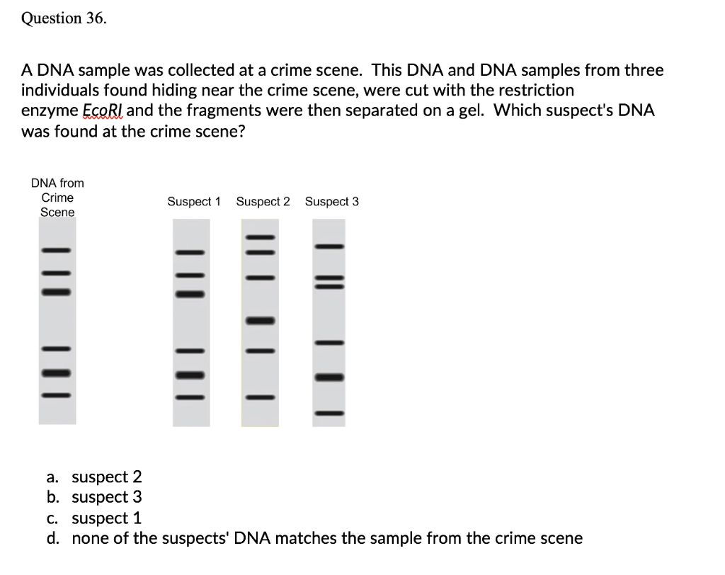 Solved Question 36. A DNA sample was collected at a crime | Chegg.com