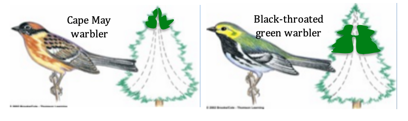 Solved Five species of warblers forage for insects and nest | Chegg.com