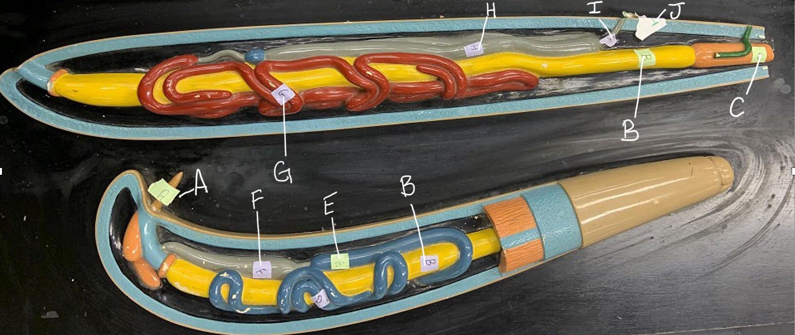 Solved Identify the different structures labelled on the | Chegg.com