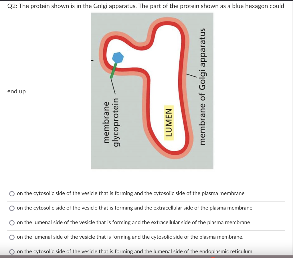 Solved on the cytosolic side of the vesicle that is forming | Chegg.com