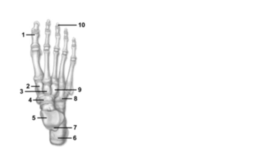Tarsal Bone Diagram